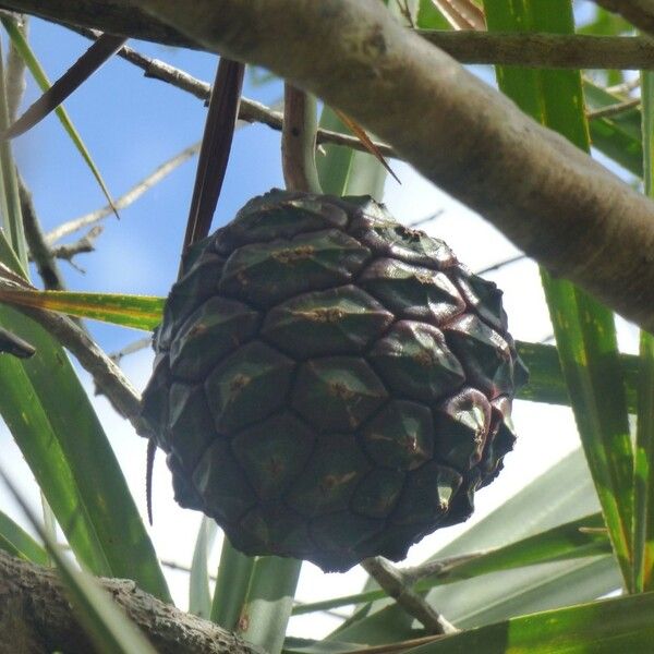 Pandanus Purpurascens Plant Care & How to Grow, Water