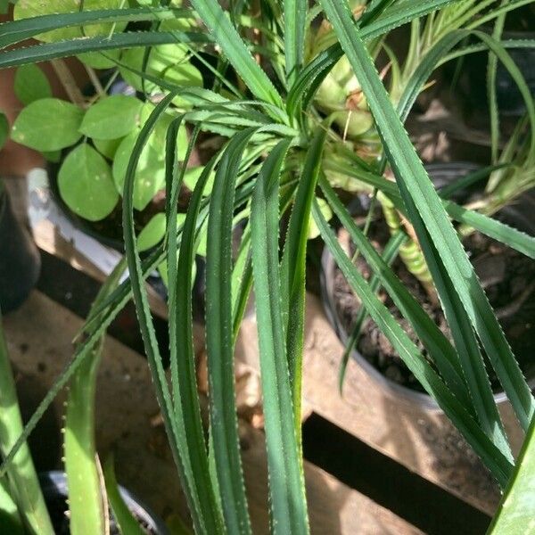 Dwarf Pandanus (Pandanus Pygmaeus) Plant Care & How to Grow, Water