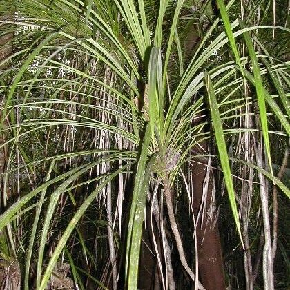 Pandanus Reticulatus Plant Care & How to Grow, Water