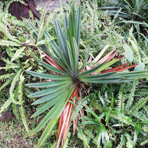Pandanus Rigidifolius Plant Care & How to Grow, Water