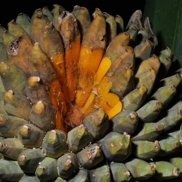 Pandanus Sphaerocephalus Plant Care & How to Grow, Water
