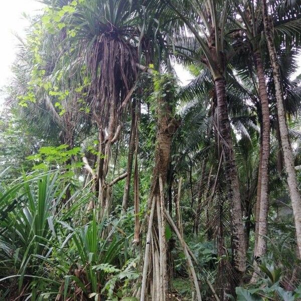 Screw Pine (Pandanus Urophyllus) Plant Care & How to Grow, Water