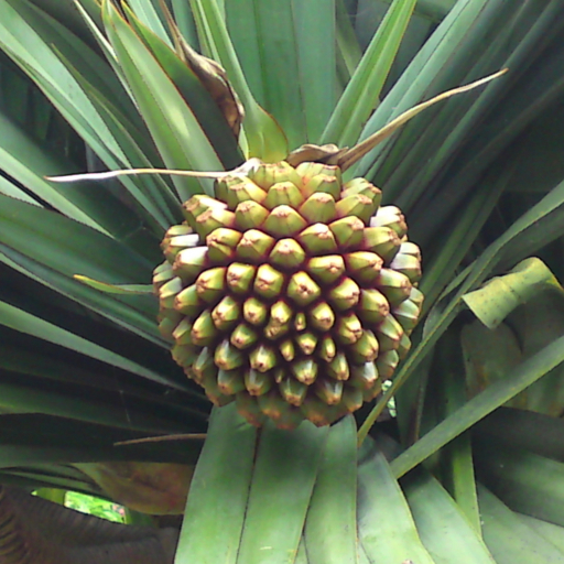 Common Screwpine (Pandanus Utilis) Plant Care & How to Grow, Water