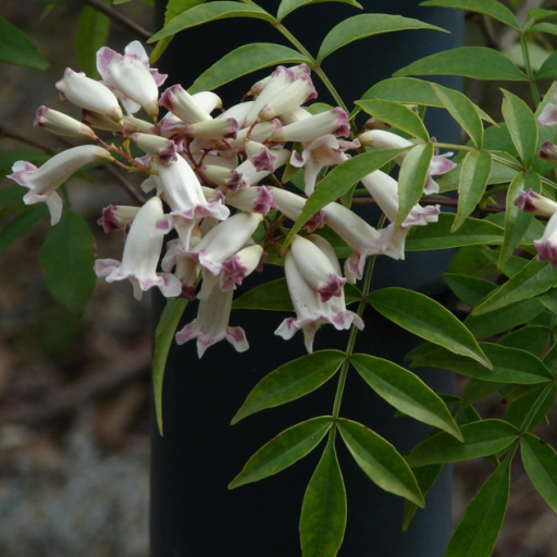 Wonga-Wonga-Vine (Pandorea Pandorana) Plant Care & How to Grow, Water