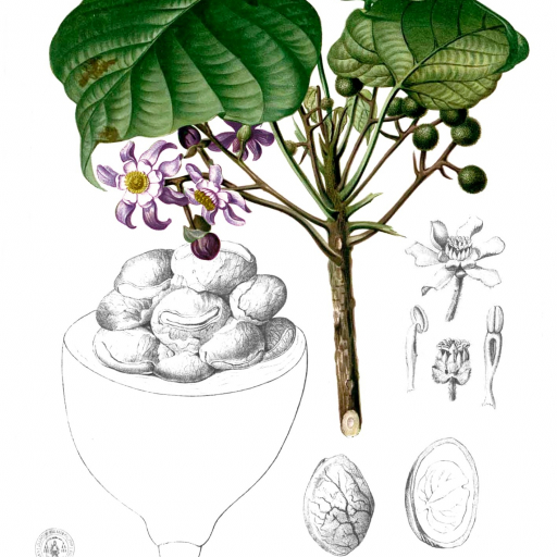 Pakem (Pangium Edule) Plant Care & How to Grow, Water