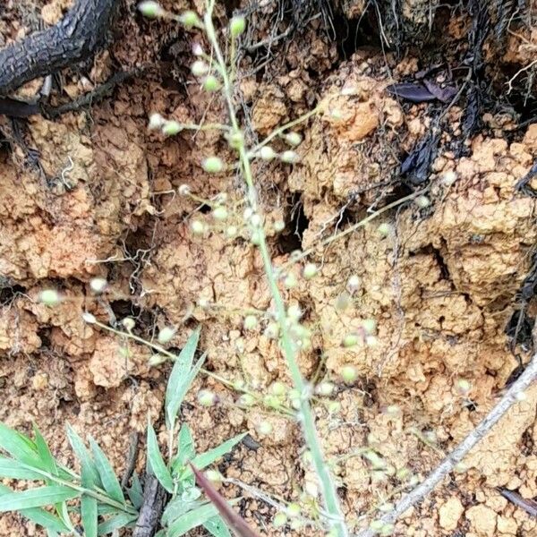 Panicum Acuminatum Plant Care & How to Grow, Water