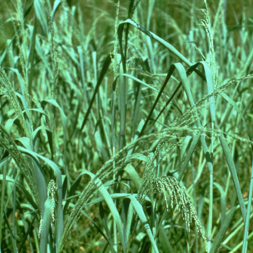 Bitter Panicgrass (Panicum Amarum) Plant Care & How to Grow, Water