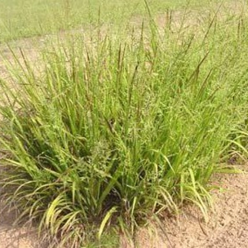 Beaked Panicum (Panicum Anceps) Care Guide: Water, Soil & Propagation ...