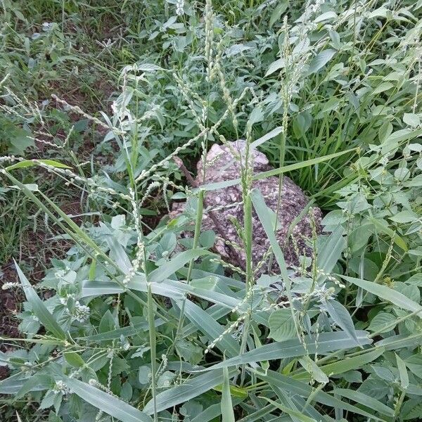 Broadleaf Panicum (Panicum Deustum) Plant Care & How to Grow, Water