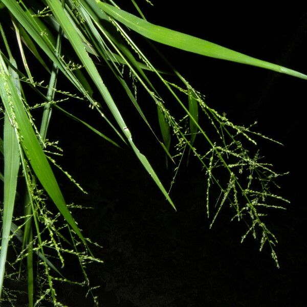 Hairy Panicgrass (Panicum Hirsutum) Plant Care & How to Grow, Water