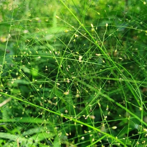 Panicum Hispidifolium Plant Care & How to Grow, Water