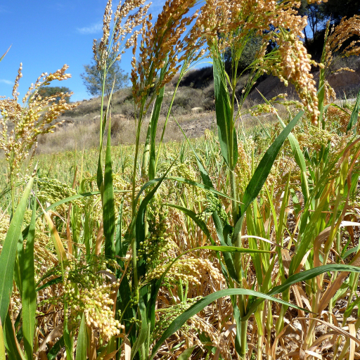 Proso Millet (Panicum Miliaceum) Plant Care & How to Grow, Water