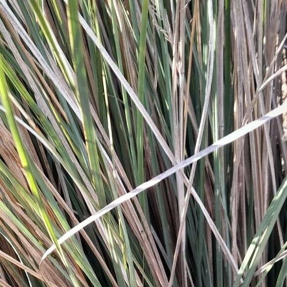 Panicum Prionitis Care Guide: Water, Soil & Propagation - Plantiary