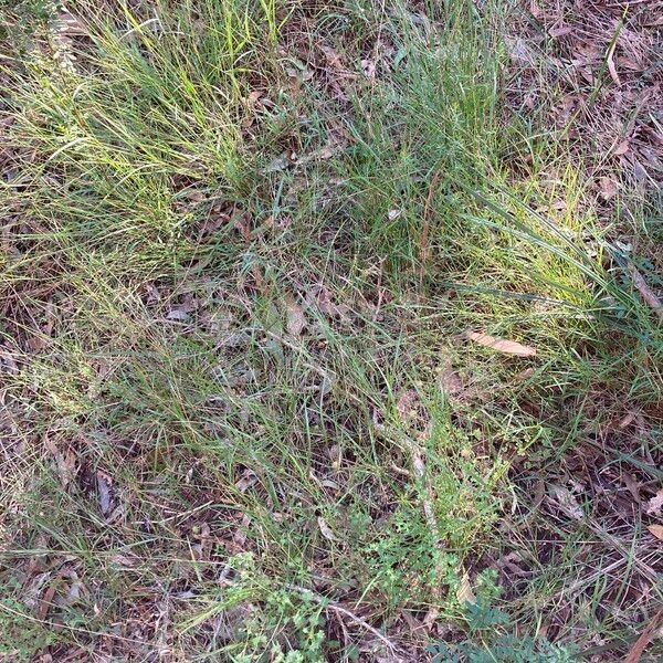 Panicum Simile Plant Care & How to Grow, Water