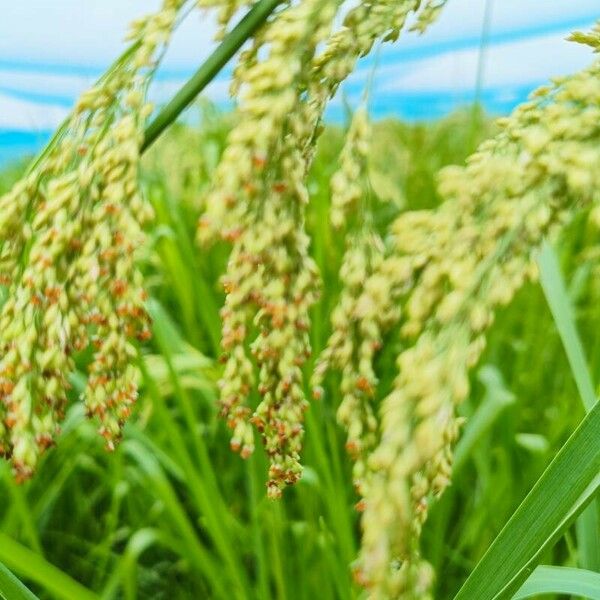 Blue Panic (Panicum Sumatrense) Care Guide: Water, Soil & Propagation ...