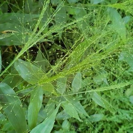 Thicket Panic Grass (Panicum Trichanthum) Plant Care & How to Grow, Water