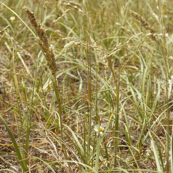 Common Beargrass (Xerophyllum Tenax) Plant Care & How to Grow, Water