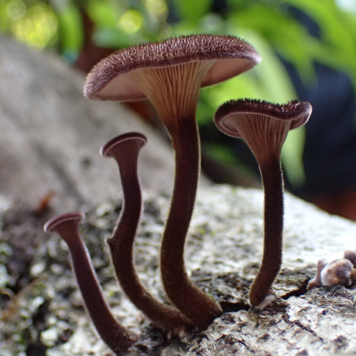 Hairy Oyster Mushroom (Panus Neostrigosus) Plant Care & How to Grow, Water