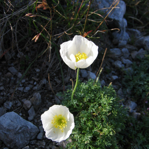 Alpine Poppy (Papaver Alpinum) Plant Care & How to Grow, Water