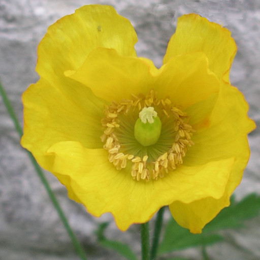 Welsh Poppy (Papaver Cambricum) Plant Care & How to Grow, Water