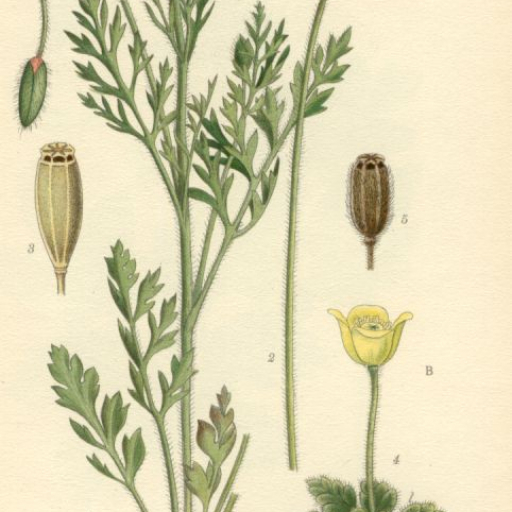 Long Smooth-Headed Poppy (Papaver Dubium) Plant Care & How to Grow, Water