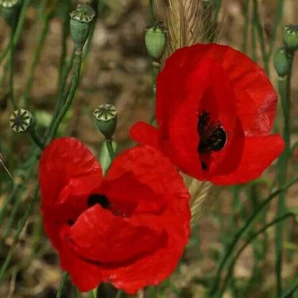 Papaver Humile Care Guide: Water, Soil & Propagation - Plantiary