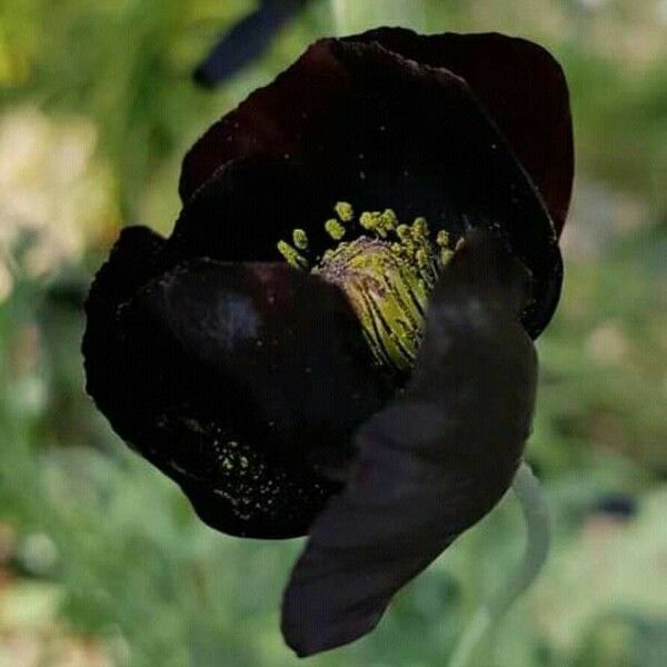 Papaver Macrostomum Care Guide: Water, Soil & Propagation - Plantiary