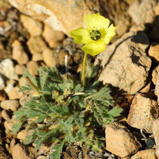 Arctic Poppy (Papaver Radicatum) Care Guide: Water, Soil & Propagation ...
