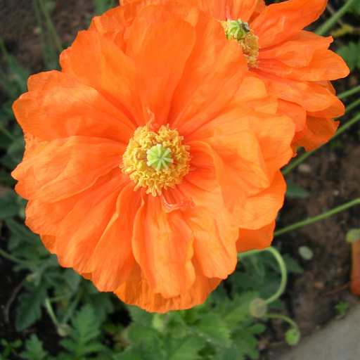 Spanish Poppy (Papaver Rupifragum) Plant Care & How to Grow, Water