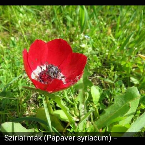 Syrian Poppy (Papaver Syriacum) Care Guide: Water, Soil & Propagation ...