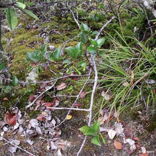 Paphia Neocaledonica Plant Care & How to Grow, Water