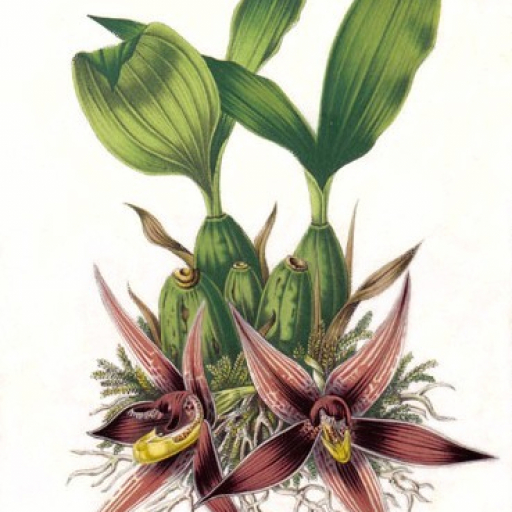 Paphinia Cristata Plant Care & How to Grow, Water