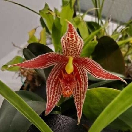 Paphinia Posadarum Plant Care & How to Grow, Water