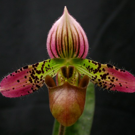 Pointed Tooth Paphiopedilum (Paphiopedilum Acmodontum) Care Guide ...