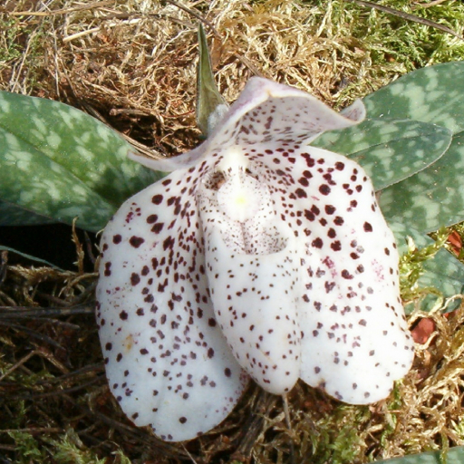 Enchanting Paphiopedilum (Paphiopedilum Bellatulum) Plant Care & How to ...