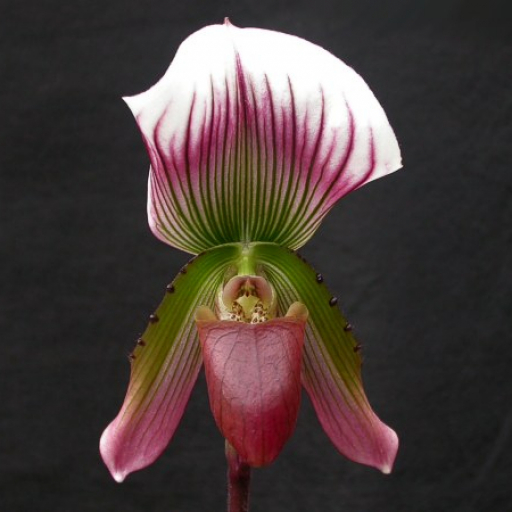 Callus Paphiopedilum (Paphiopedilum Callosum) Plant Care & How to Grow ...