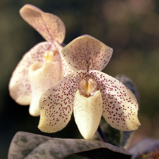 One Colored Paphiopedilum (Paphiopedilum Concolor) Care Guide: Water ...