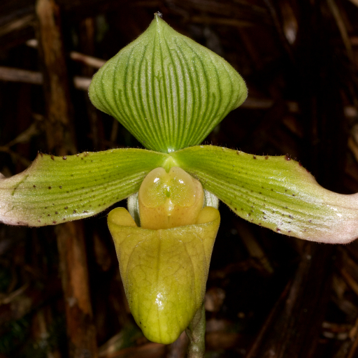 Java Paphiopedilum (Paphiopedilum Javanicum) Plant Care & How to Grow, Water