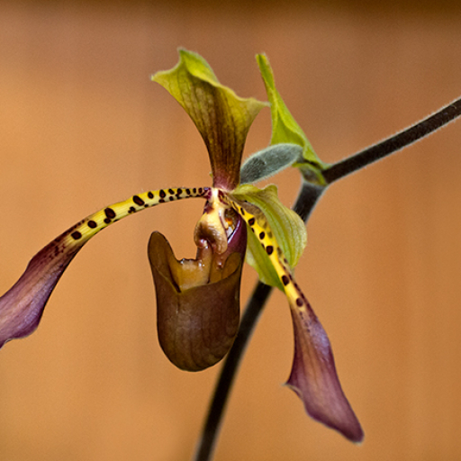 Low's Paphiopedilum (Paphiopedilum Lowii) Plant Care & How to Grow, Water