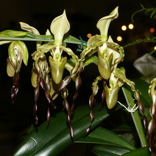 Parish's Paphiopedilum (Paphiopedilum Parishii) Care Guide: Water, Soil ...