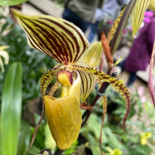 Supard's Paphiopedilum (Paphiopedilum Supardii) Care Guide: Water, Soil ...