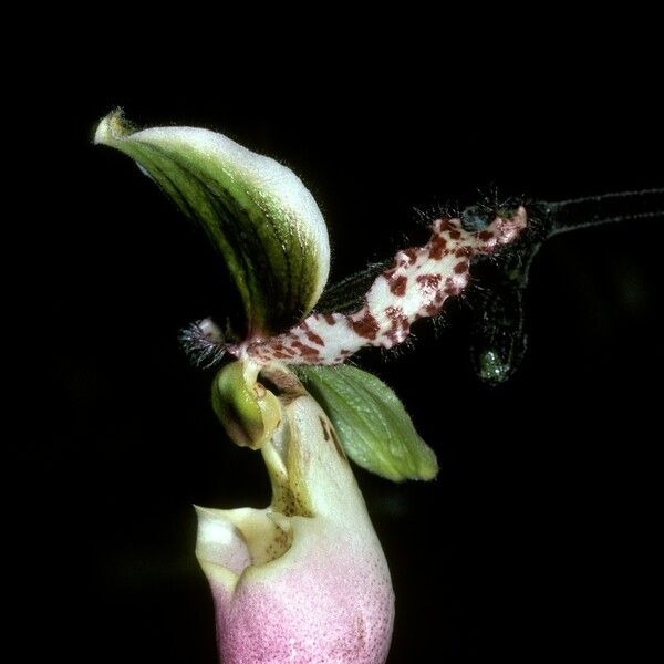 Bald Paphiopedilum (Paphiopedilum Tonsum) Plant Care & How to Grow, Water