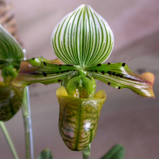 Charming Paphiopedilum (Paphiopedilum Venustum) Plant Care & How to ...