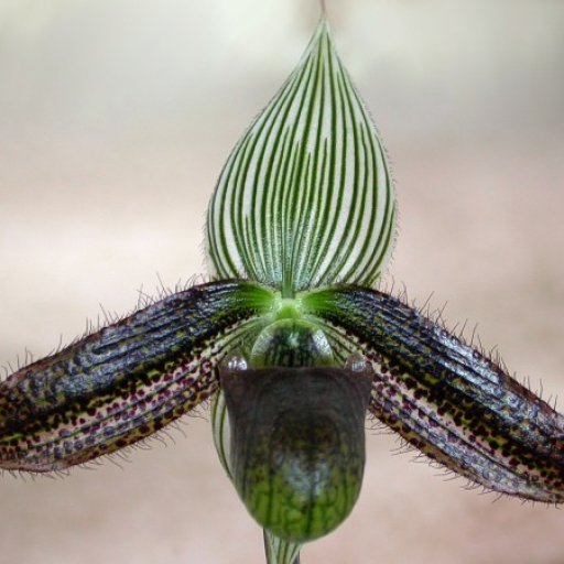 Ward's Paphiopedilum (Paphiopedilum Wardii) Plant Care & How to Grow, Water