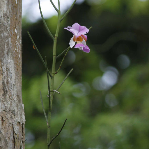 Orchids (Papilionanthe Teres) Plant Care & How to Grow, Water