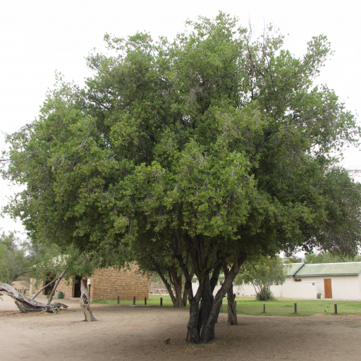 Jacket Plum (Pappea Capensis) Plant Care & How to Grow, Water