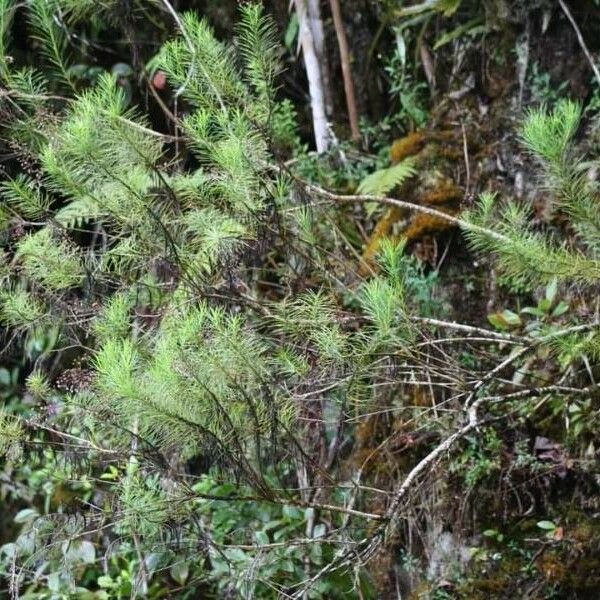 Parafaujasia Fontinalis Plant Care & How to Grow, Water