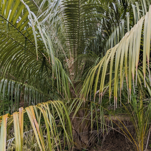 Sunkha Palm (Parajubaea Sunkha) Plant Care & How to Grow, Water