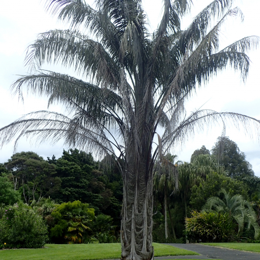 Bolivian Coconut (Parajubaea Torallyi) Plant Care & How to Grow, Water