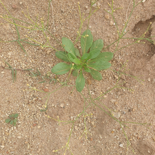 Nakedstem Carpetweed (Paramollugo Nudicaulis) Plant Care & How to Grow ...